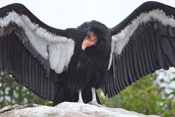 Zion National Park Limited Edition Bird Watching Tour - Key Points