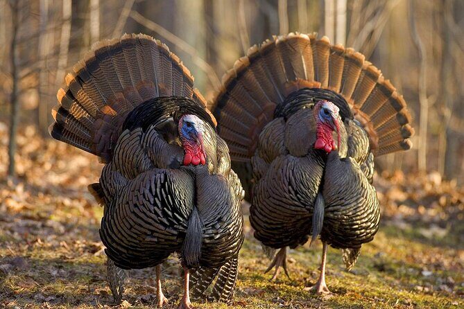 Zion National Park Limited Edition Bird Watching Tour - An Impressive Introduction to Zion’s Birdlife