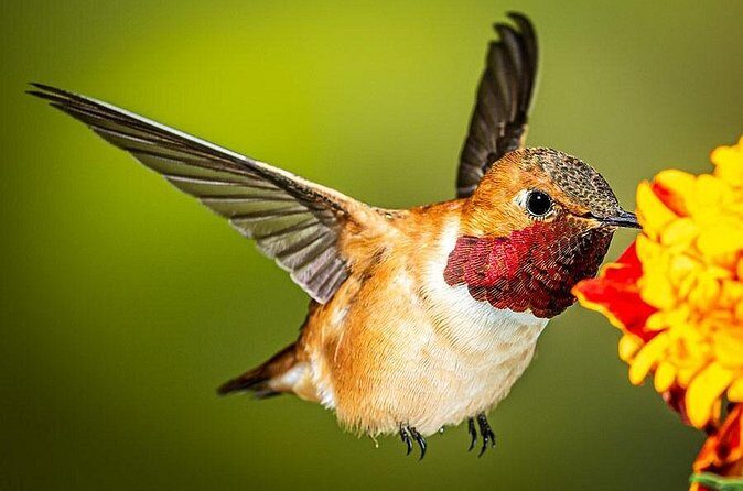 Zion National Park Limited Edition Bird Watching Tour - Who Should Book This Tour?