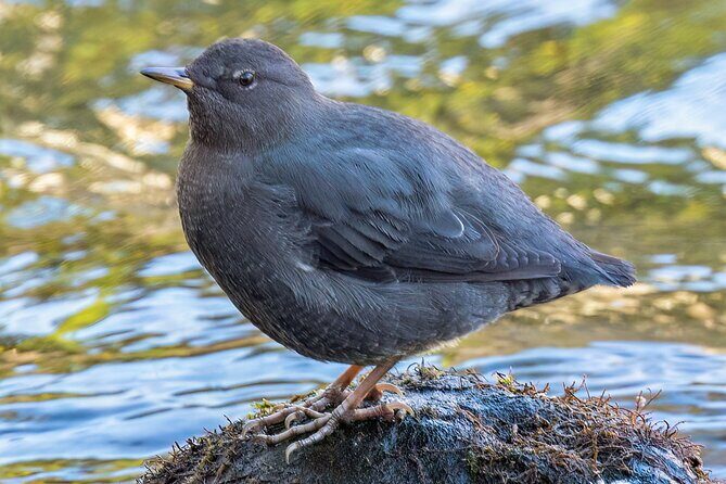 Zion National Park Limited Edition Bird Watching Tour - The Sum Up