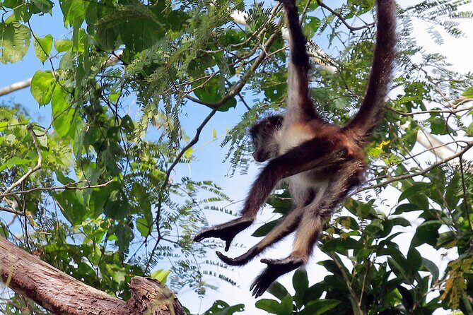 Zip lining and Canoe Monkey jungle in Tulum - FAQ