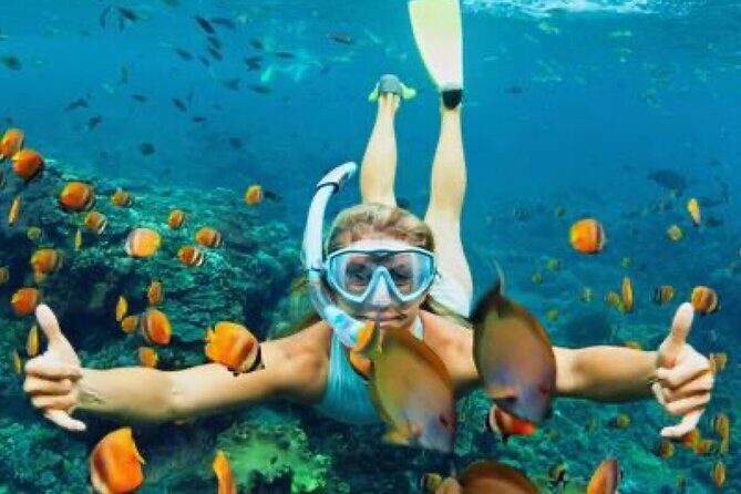 Zip-lining/Horseback Rides/Cat & Atv Inclusive Act with Transpo From Montego Bay - The Sum Up