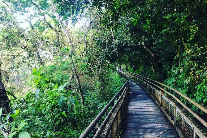 Zipline, Roller Cos Skywalk & with Lunch by EXPLERA DMC - Ziplining: A Forest-Floored Flight