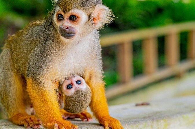 Ziplines Jungle Day Combo Tour - Who Will Love This Tour?