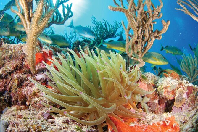 Ziplines Snorkeling and Cavern Adventure in Riviera Maya - Key Points