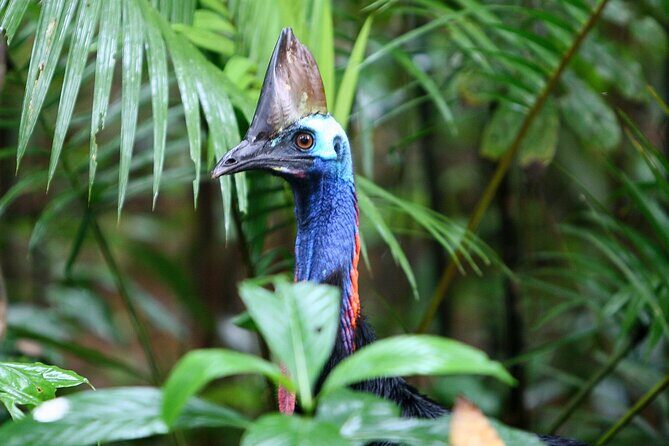 Ziplining Cape Tribulation with Treetops Adventures - The Value and Cost
