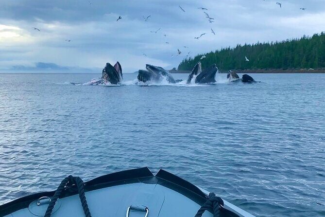 Zodiac Fast Boat Adventure - An Adventurous Ride Through Ketchikan’s Waters