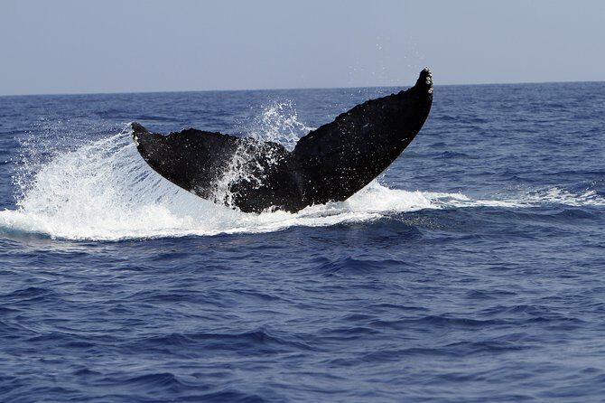 Zodiac Raft Whale Watching Adventure - Why This Tour Stands Out