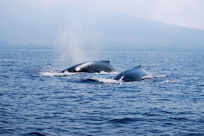 Zodiac Raft Whale Watching Adventure - Additional Inclusions and Practical Details