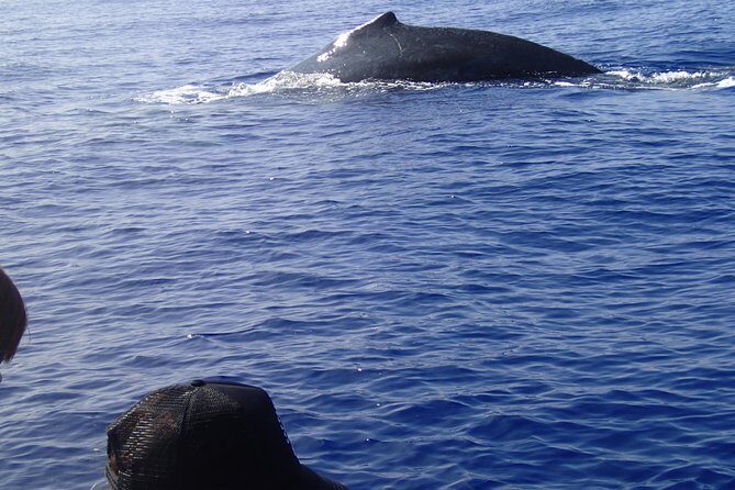 Zodiac Raft Whale Watching Adventure - Authentic Encounters and the Surf of Reviews