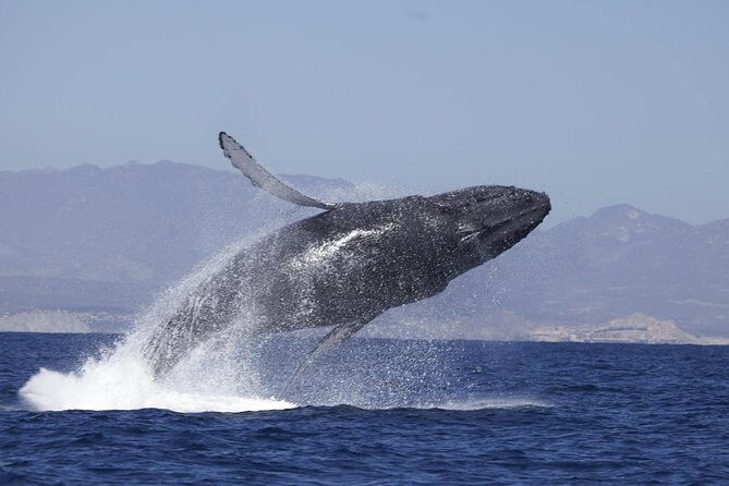Zodiac Whale-Watching Adventure in Los Cabos - What to Expect During the Tour