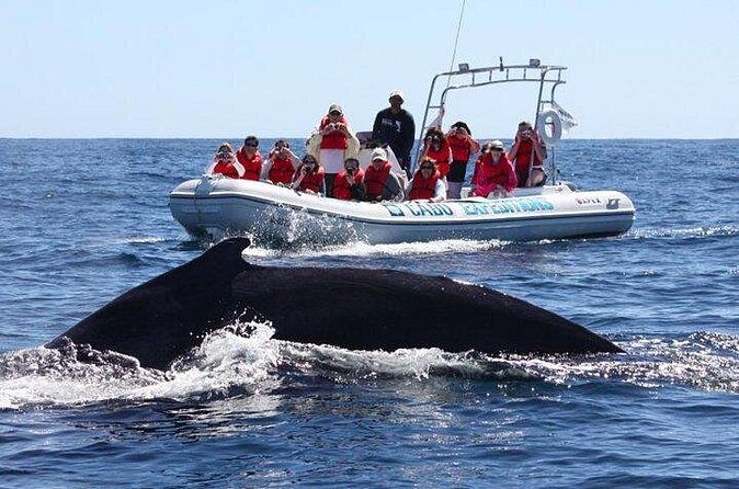Zodiac Whale-Watching Adventure in Los Cabos - Who Will Love This Tour?