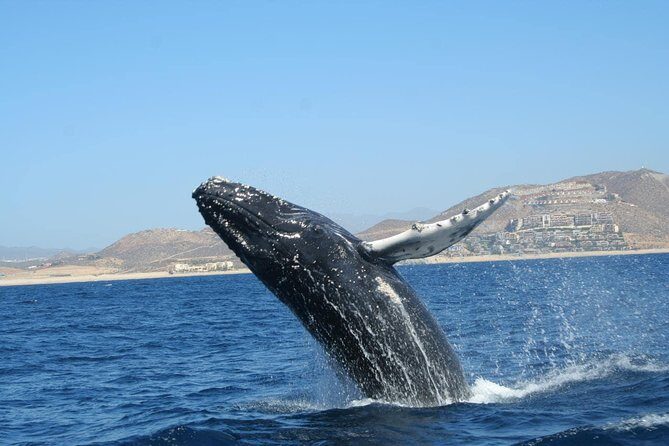 Zodiac Whale-Watching Adventure in Los Cabos - FAQ