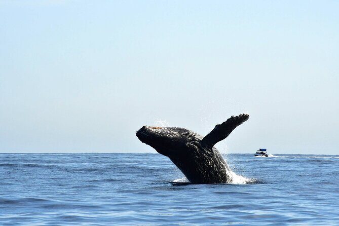 Zodiac Whale Watching Adventure - Incl FREE photos - Itinerary & Experience Breakdown