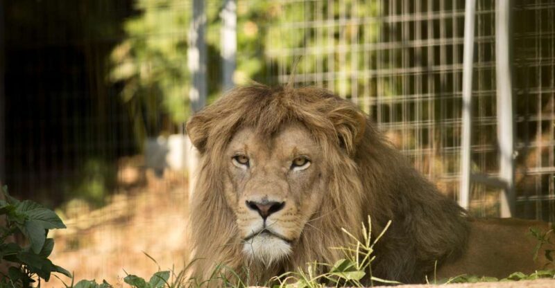 Zoo al Maglio: 1-Day Ticket for the Jungle of Ticino - Is It Worth the Price?