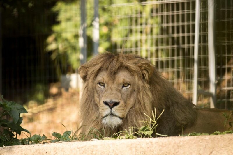 Zoo al Maglio: 1-Day Ticket for the Jungle of Ticino - Who Will Enjoy This Experience?