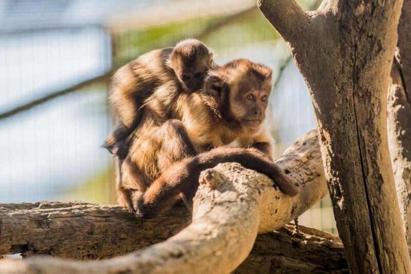 Zoo al Maglio: 1-Day Ticket for the Jungle of Ticino - Frequently Asked Questions
