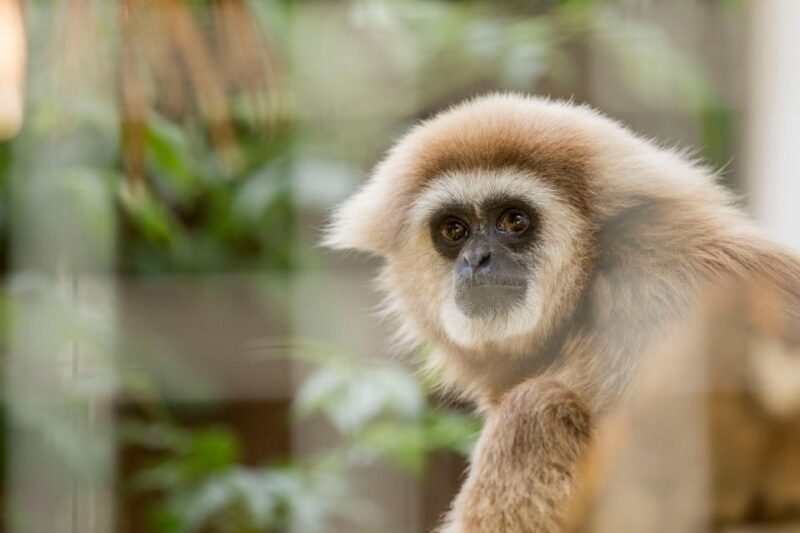Zoo al Maglio: 1-Day Ticket for the Jungle of Ticino - The Sum Up