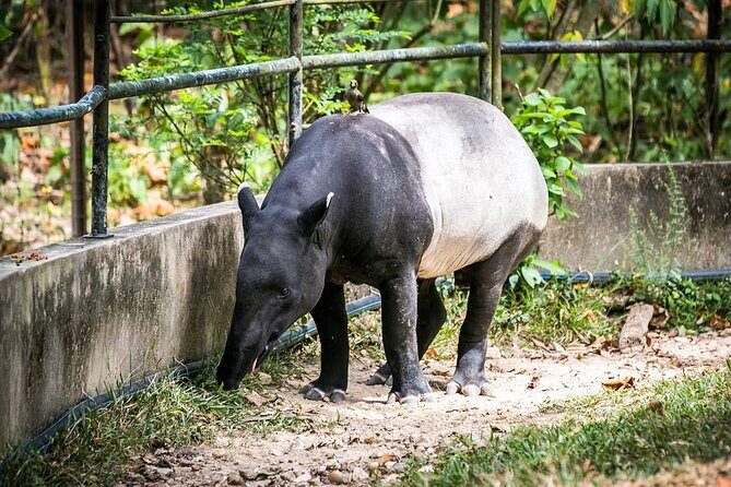 Zoo Negara and Panda Conservation Centre Tickets - An In-Depth Look at Zoo Negara and the Panda Conservation Centre