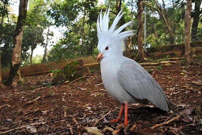 Zoological and Forestry Park Admission Ticket - How This Tour Offers a Genuine Nature Escape in Noumea