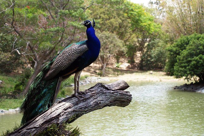 Zoological and Forestry Park Admission Ticket - Detailed Breakdown of the Itinerary and What to Expect
