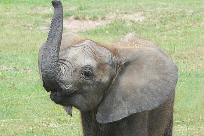 ZooTampa at Lowry Park Admission Ticket - Final Thoughts: Is It Worth Your Time?