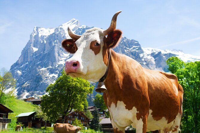 Zurich: Chocolarium and Appenzeller Schaukäserei Tour - Key Points