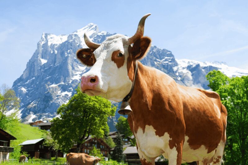 Zurich: Rhine Falls, Chocolate & Cheese Factory Day Trip - The Value for Money