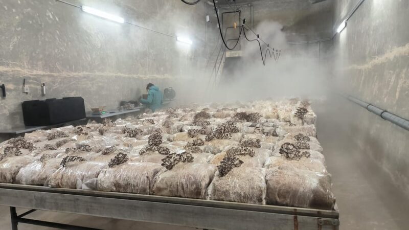 Zurich's best-kept secret: the hidden world of mushrooms! - An Inside Look at Zurich’s Hidden Mushroom World