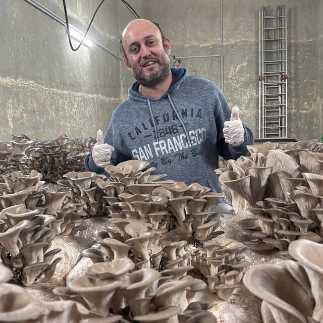 Zurich's best-kept secret: the hidden world of mushrooms! - Frequently Asked Questions